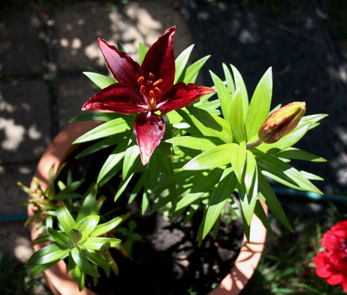 Some Thoughts About Holy Desire | PaGaian Cosmology